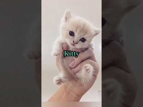 Beautiful cat names💗