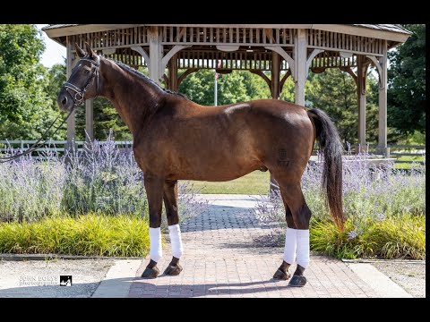 Fantastic World, 2013 WB dressage gelding by Florestano out of a Weltmeyer mare