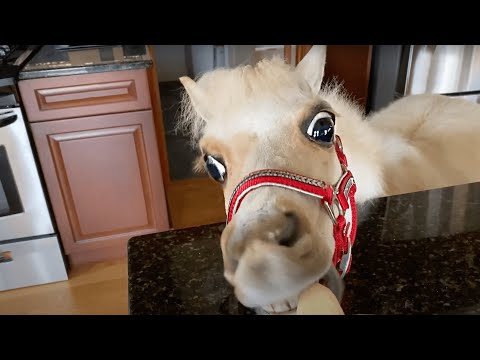HILARIOUS Animal Videos That Will Make You Laugh
