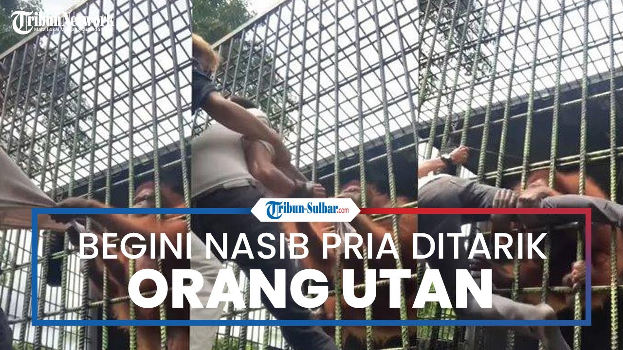 Nasib Pengunjung Ditarik Orang Utan Viral Berawal dari Bikin Konten ...