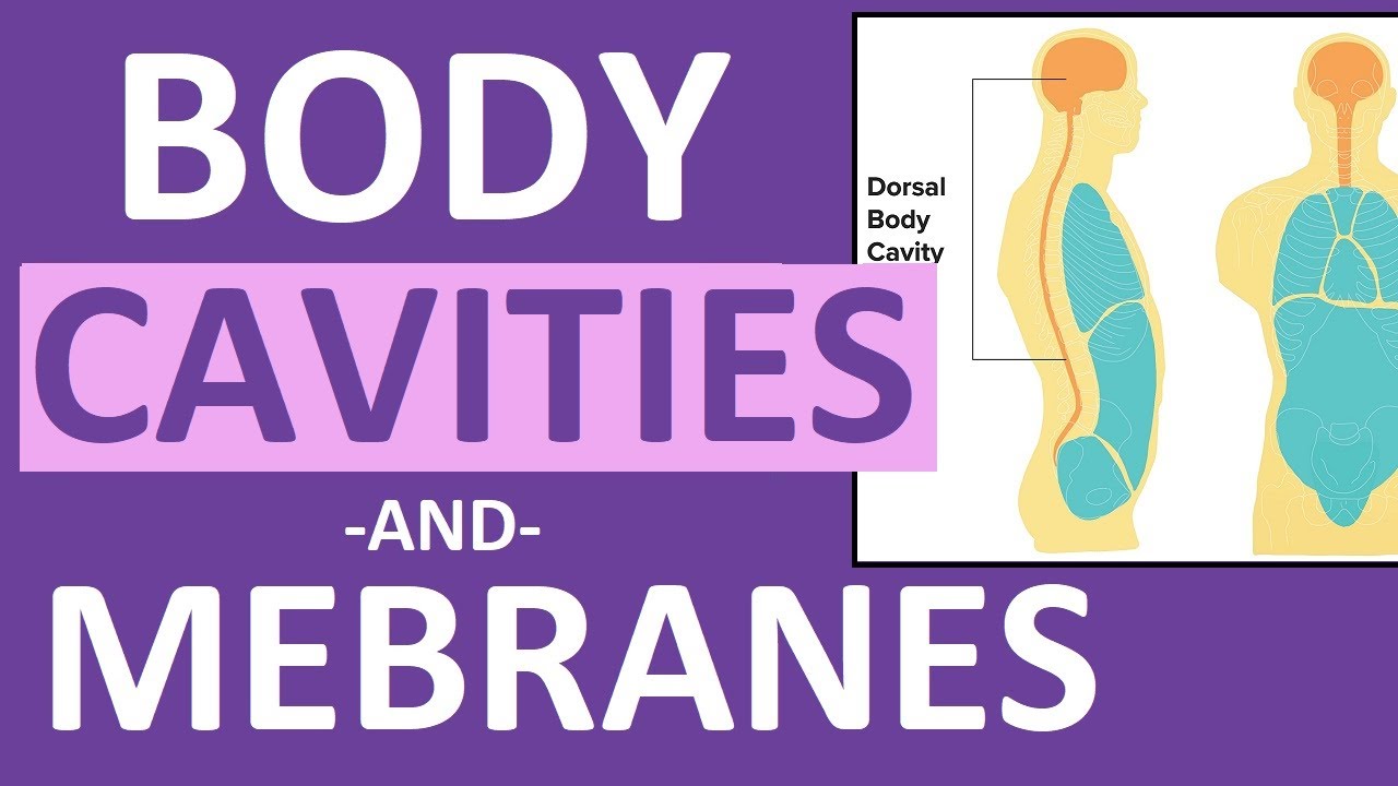 Understanding Body Cavities and Membranes: A Comprehensive Guide ...