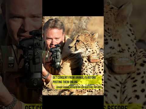 Photographer shows Cheetah its Photo for consent. Cheetah Denies! #funny #animals #cheetah