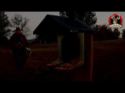 First Morning for the FeatherSnap Live Stream Oct 22, 2024