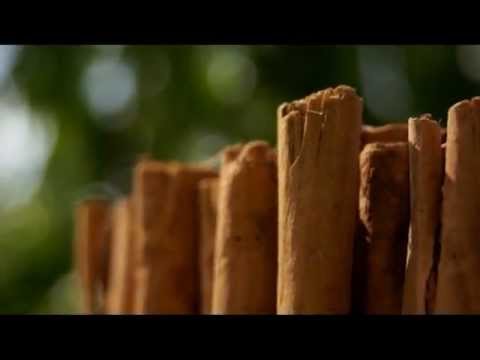 What is cinnamon? | Science Bience