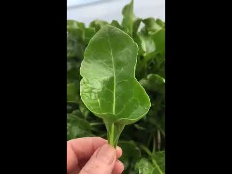 Discover sea beets with Dr Clare