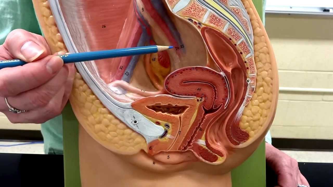 Reproductive system: Part 2 - Female