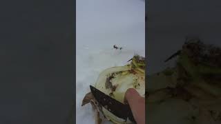 Капуста Колобок: отзывы, описание сорта, фото, видео, отзывы ...