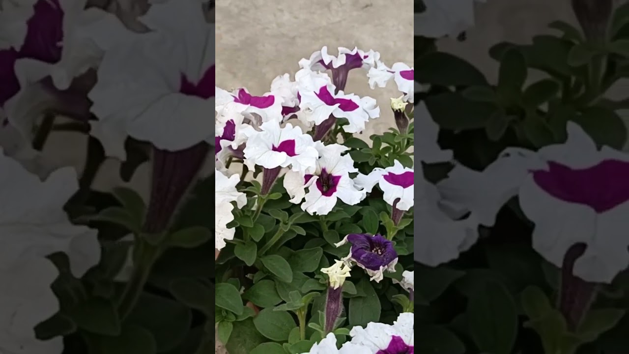 Petunia Flower Blooming।winter bloom#shorts #shorts video #youtube shorts