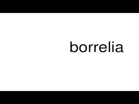 How to pronounce borrelia