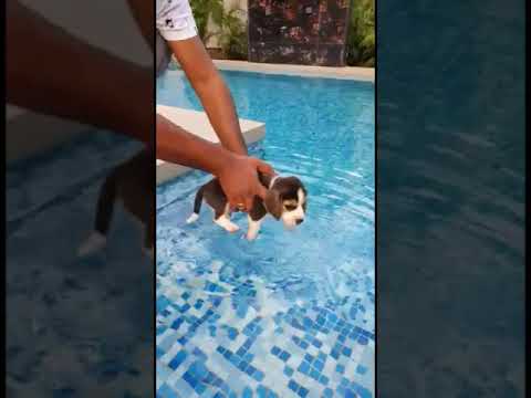 Baby beagle's first day of swimming