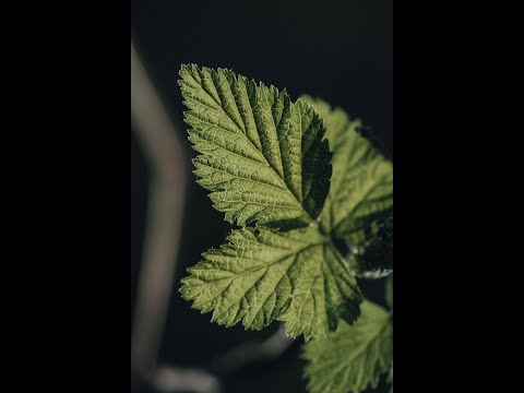 Macro Photography tip using light!
