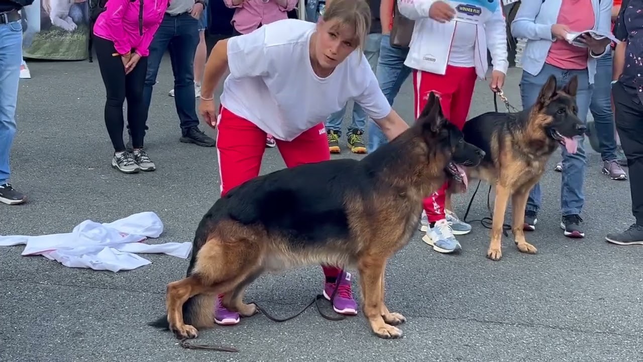 Ultravox von Arlett, Father,Henko vom Holtkämper Hof #germanshepherd #qualitygsd #bszs #gsd #dogs