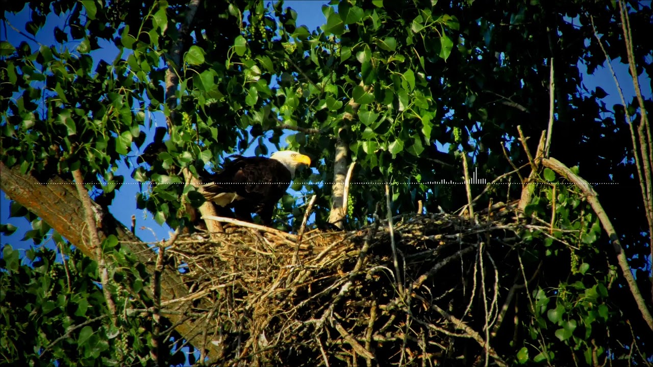 Bald Eagle - Haliaeetus leucocephalus | Parent Feeding Offspring | Yellowstone