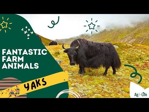 Yaks | Fantastic Farm Animals