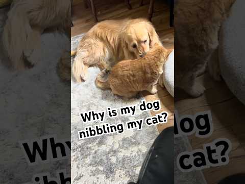 My Golden Retriever nibbles on my cat. I call it corn cobbing. #catanddog #cuddlycreatures