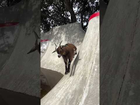 Goat in the skate park