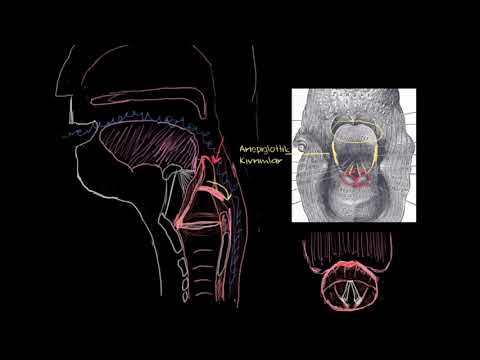 Epiglotit Nedir? (video) | Khan Academy