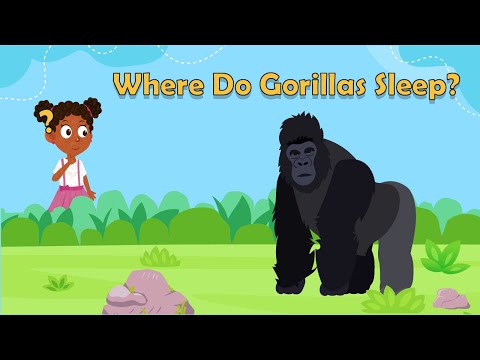 Where Do Gorillas Sleep | Animal Facts for Kids | Gorilla Facts | Monkey Facts For Kids