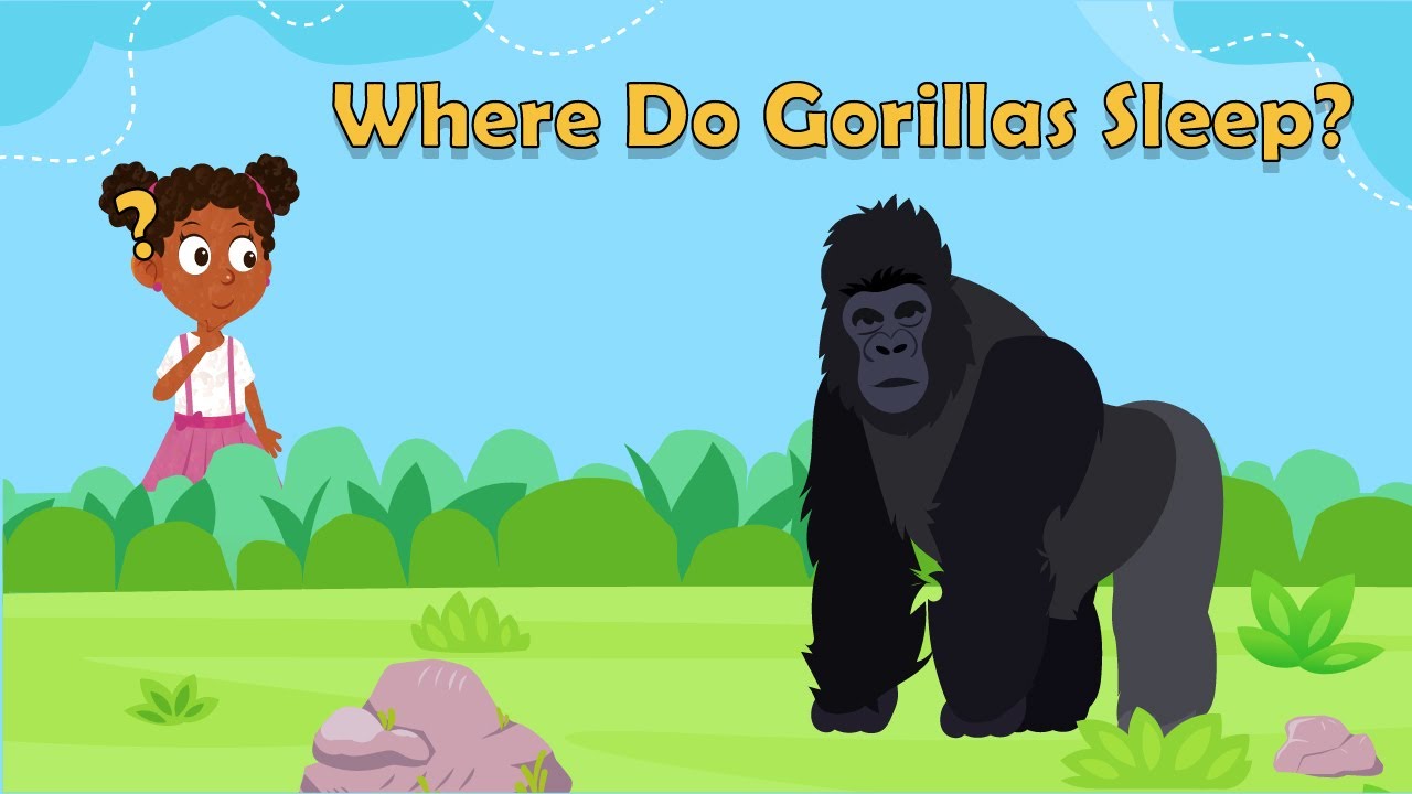 Where Do Gorillas Sleep | Animal Facts for Kids | Gorilla Facts | Monkey Facts For Kids