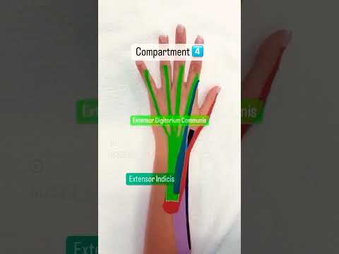 🛟 6 Dorsal Compartments of the Wrist🛟