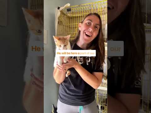 Adopt a Pet at Citrus County Animal Shelter