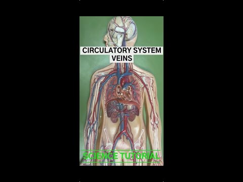 Circulatory System - Veins
