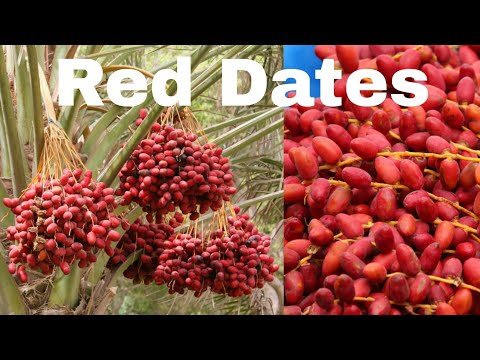 Fresh Dates - Wholesale Price & Mandi Rate for Raw Dates