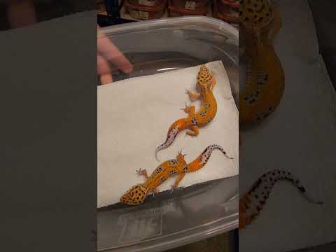 Holdback Leopard Geckos 🥳🦎🍊