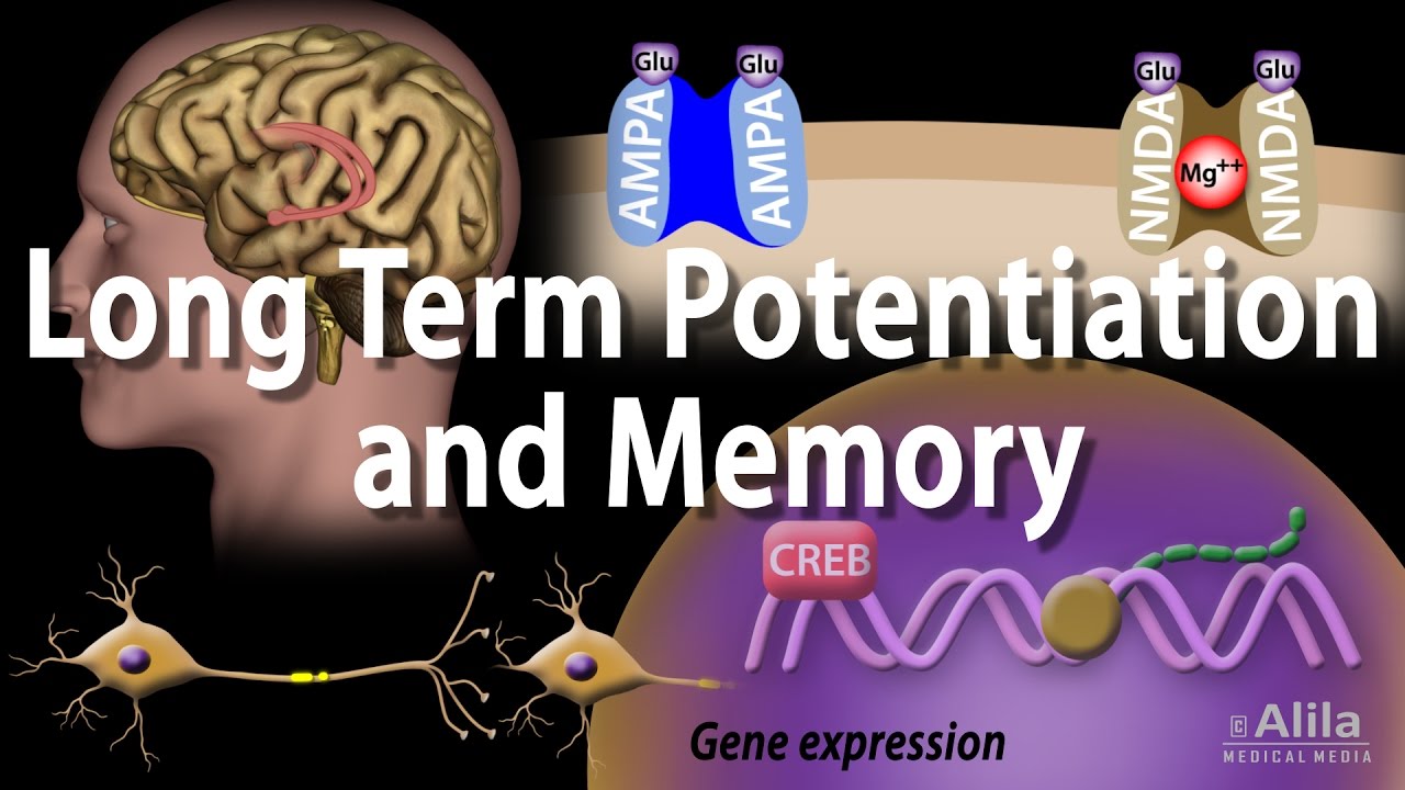 Understanding Long Term Potentiation: The Key to Memory Formation | Galaxy.ai