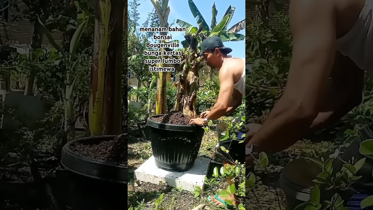 planting super jumbo special paper flower bougainvillea bonsai material