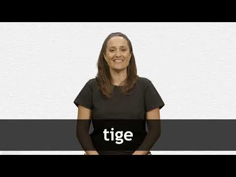 English Translation of “TIGE” | Collins French-English Dictionary