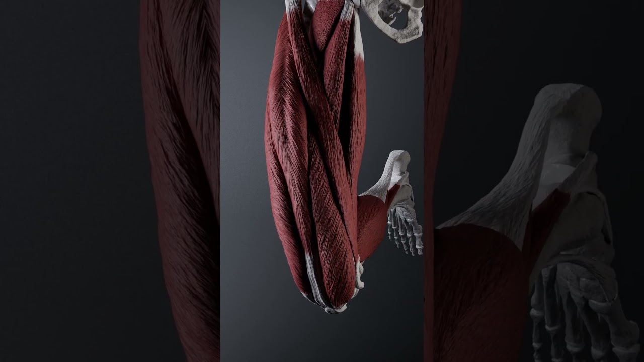Anteromedial thigh muscles #quadriceps   #anatomy  #biomechanics   #muscles  #thighs