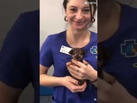 Cute smiling dog meme #youtubeshorts #funnyshorts #cute