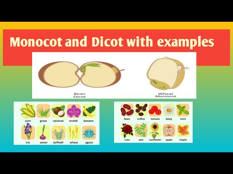 monocot and dicot with examples