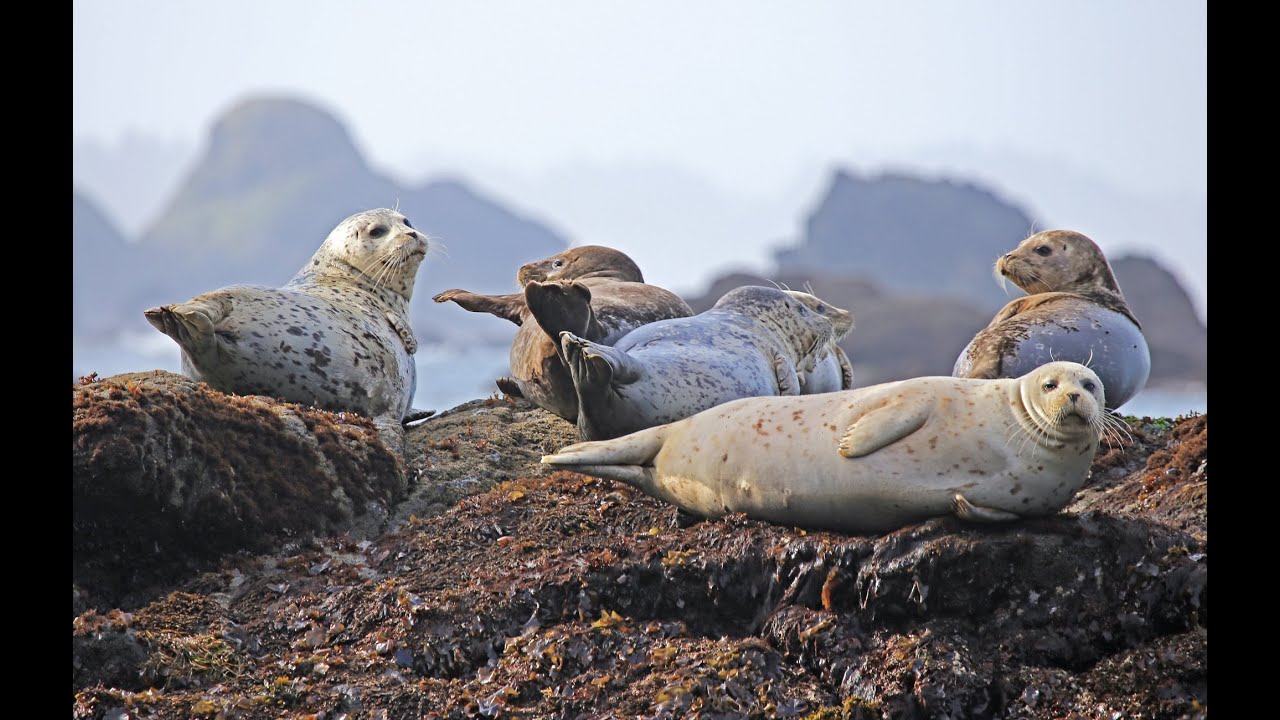 Harbor Seal Fun Facts