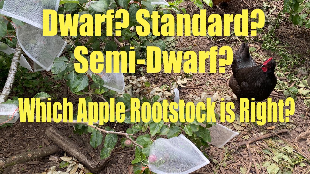 Pick the Right Apple Rootstock for Your Garden
