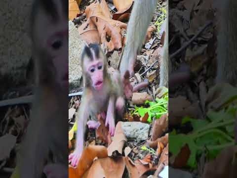 Baby monkey video 2024 #shorts EP 048