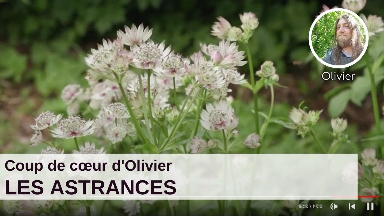 Coup de coeur d'Olivier : les Astrances