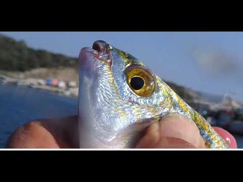 Sarpa salpa, dreamfish, , salema porgy, cow bream or goldline Greece by Theo Fotiadis