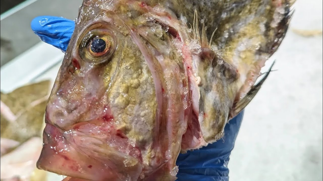 Filleting a John Dory Zeus Faber🇬🇧🐟St Pedro, St Pierre, Jaune D’or, spiny devil, St Peters fish.