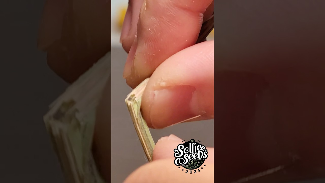 HACK for Hang Drying Cannabis Buds to the PERFECT Moisture Levels