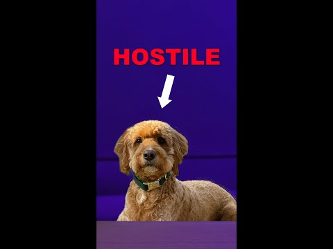 Hostile Witnesses