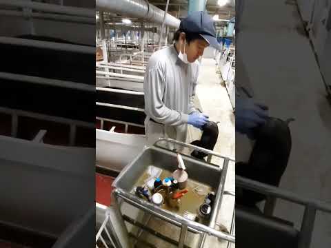 Castration of piglets in  Japan 🇯🇵 #shorts #pig #japan