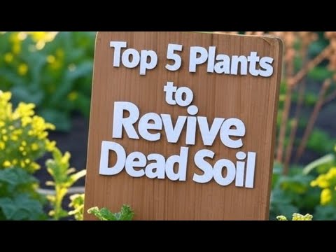Top 5 Plants to Revive Dead Soil