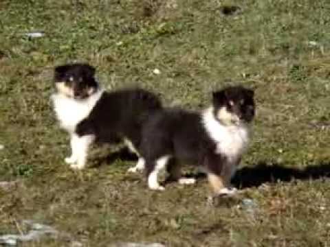 E-Litter-8weeks-last time all together at the ranch