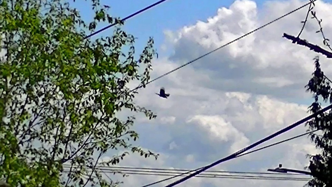 IECV NV #889 - 👀 Crow Flying Back And Forth Trying To Scare Off Another Bird 🐦‍⬛4-28-2019