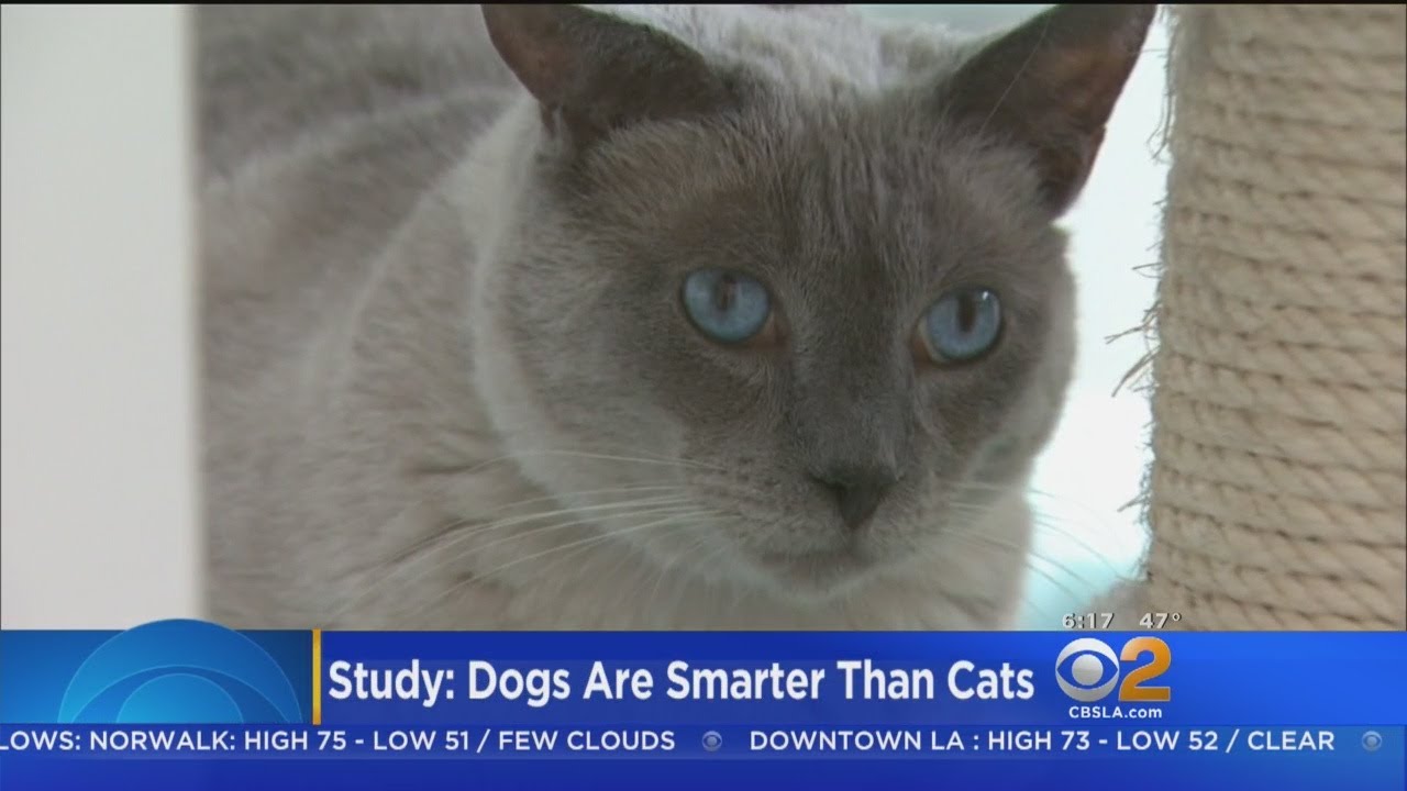 Study Finds Brains Of Dogs Have Twice As Many Neurons Than Cats