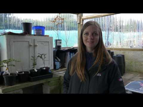 Dividing Herbaceous Perennial Plants - Burncoose Nurseries