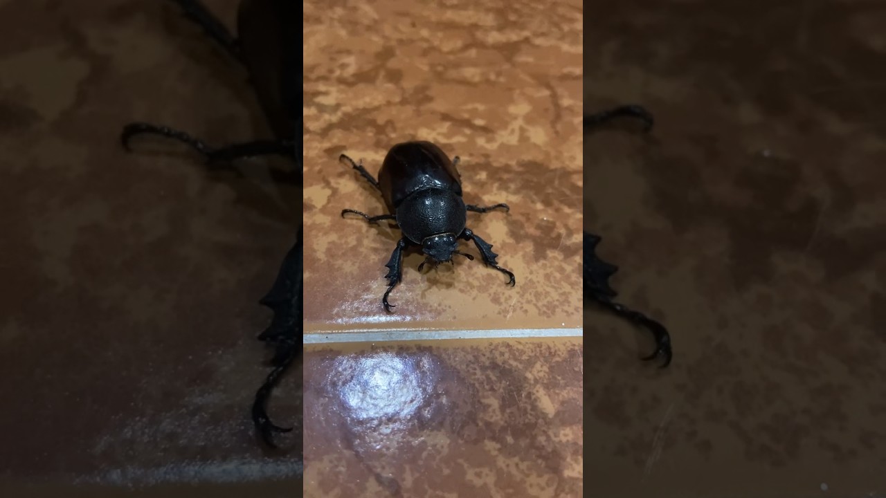 Hissing Dung Beetle 🪲#nature #beetle #wildlife #bugs #creepy #catch #cute #insects #cool