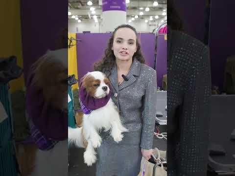 Exhibitors and their dogs make Westminster magical β¨